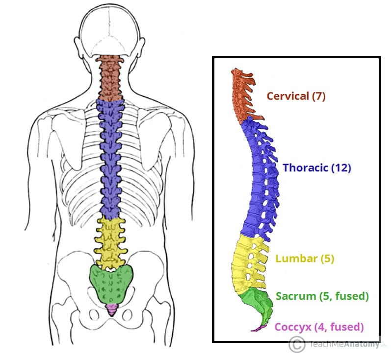 Traumatic Spinal Cord Injury TeachMeSurgery Traumatic Spinal Cord Injury TeachMeSurgery